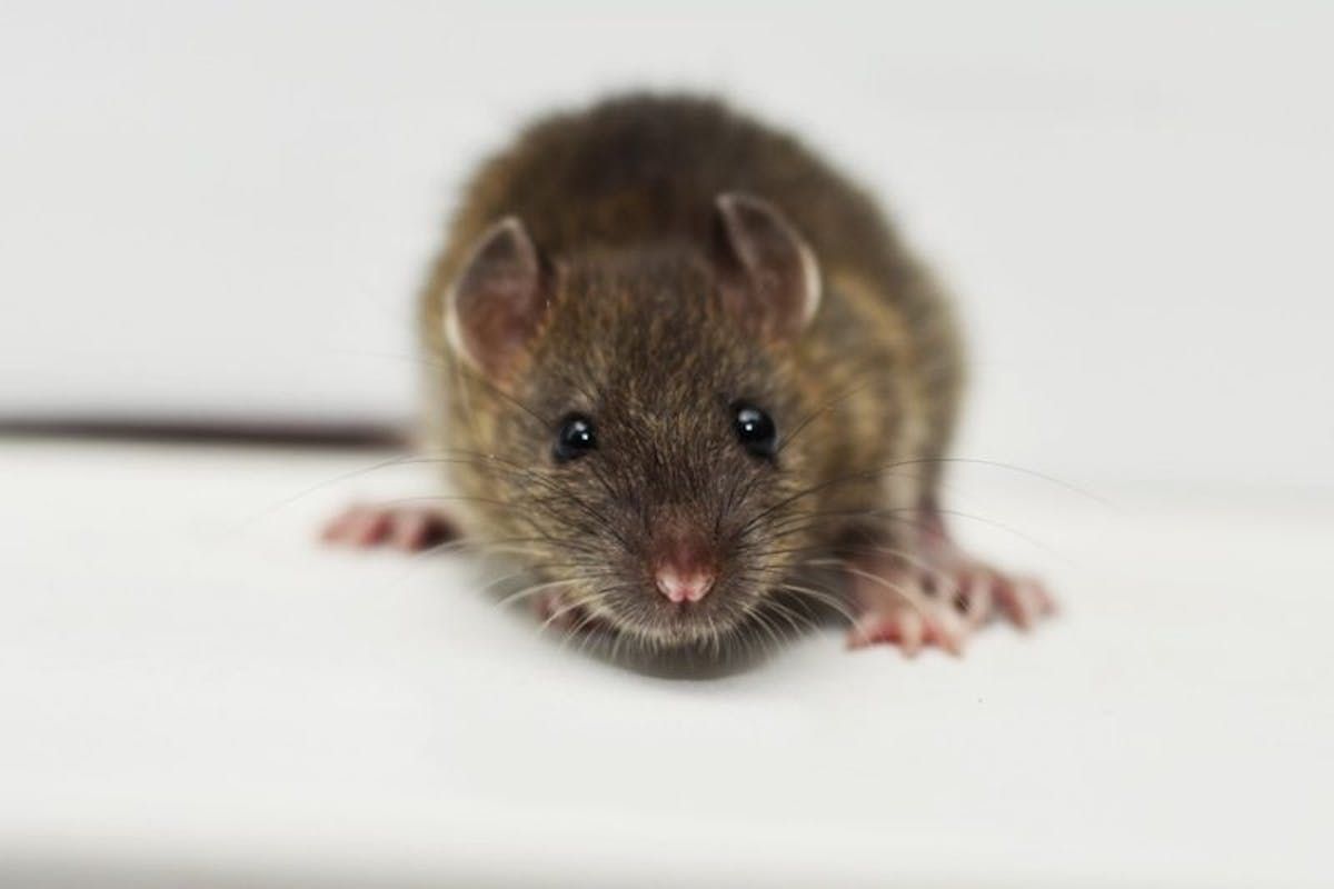 Rats! What can Nova Scotians do to repel the rodents? Gallery | PNI Atlantic News