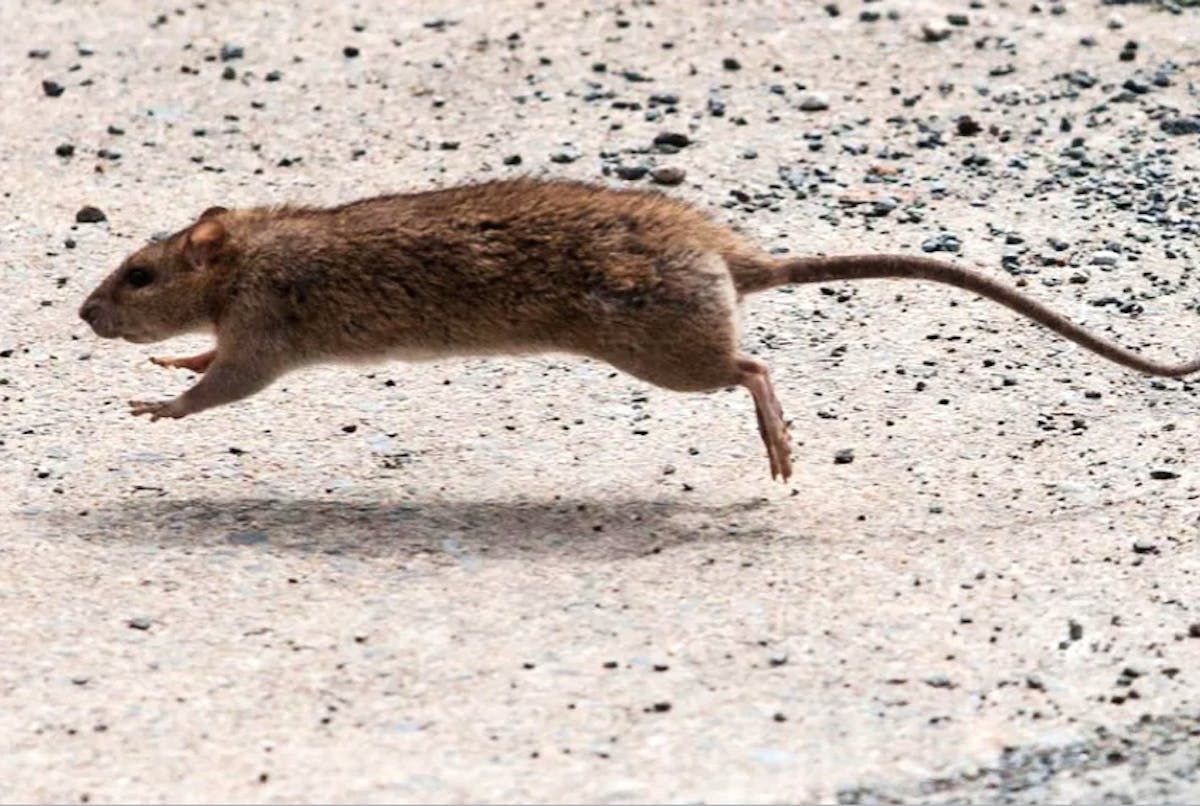 How climate change could lead to a St. John's 'rat explosion' | PNI ...