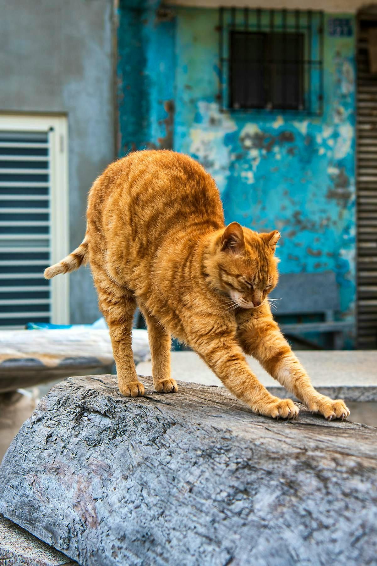 RAY BATES: Improper posture spreads negatives throughout our body | PNI ...