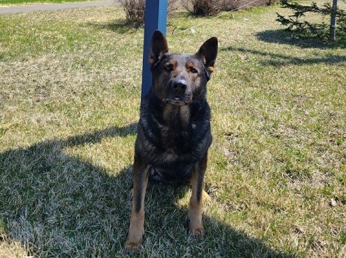 RCMP dog nabs wanted man hiding under branches and leaves following ...
