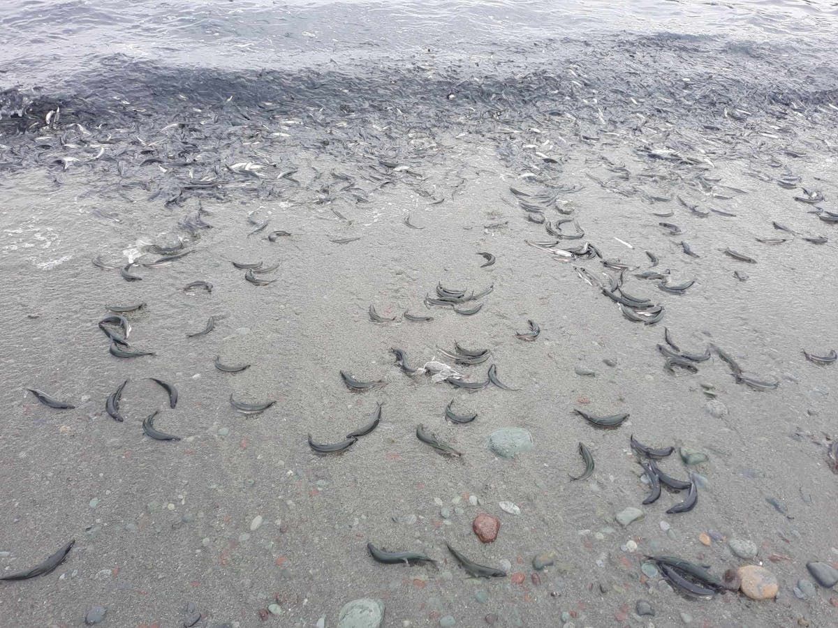 Ready to roll: All eyes on Newfoundland’s beaches in eager anticipation ...