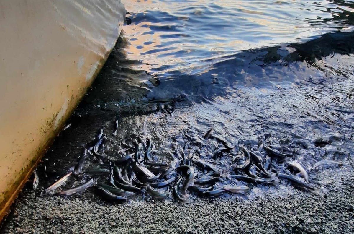 Ready to roll: All eyes on Newfoundland’s beaches in eager anticipation ...