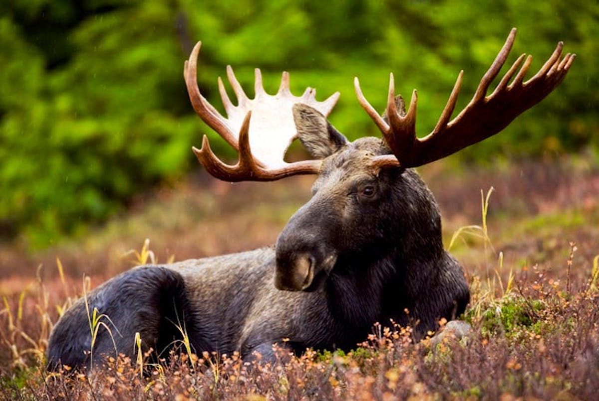 Resource enforcement officers investigating after moose shot by ...