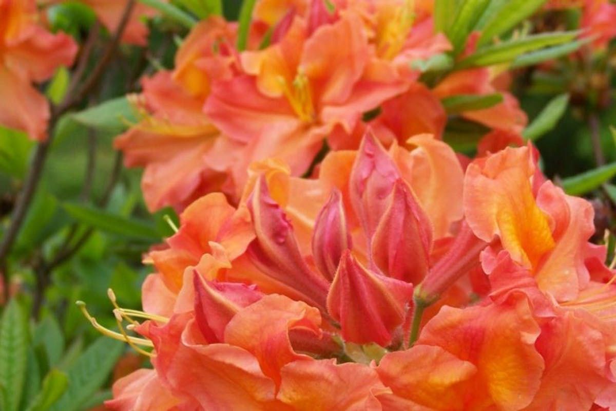 Busy weekend at Kentville Research Station Gallery | PNI Atlantic News