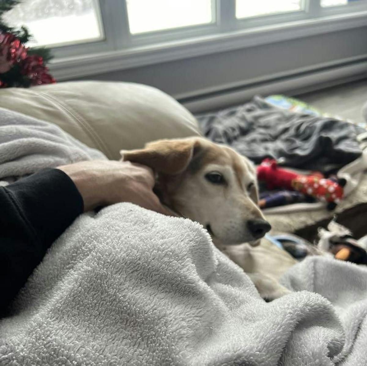 'We're going to be days digging out from this': Beagle Paws workers ...