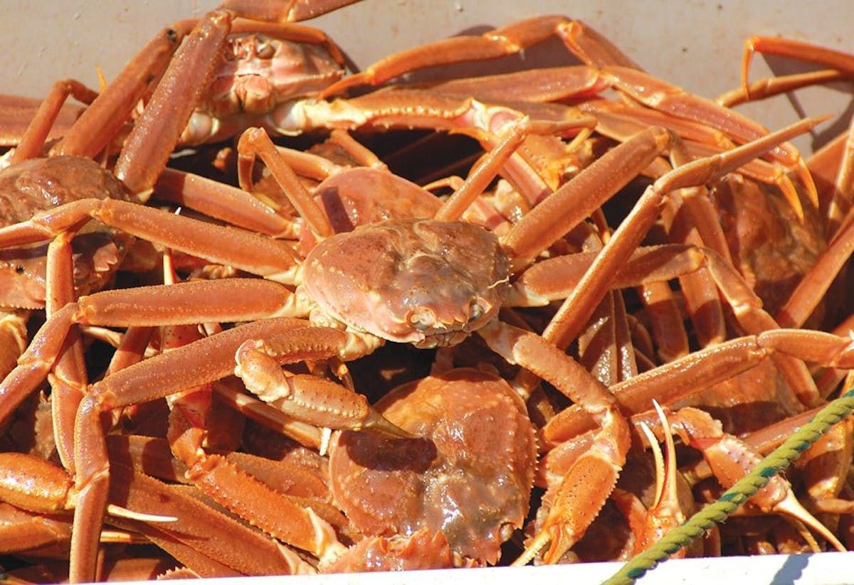 Last year’s snow crabs aren’t selling as Atlantic Canada’s season set ...