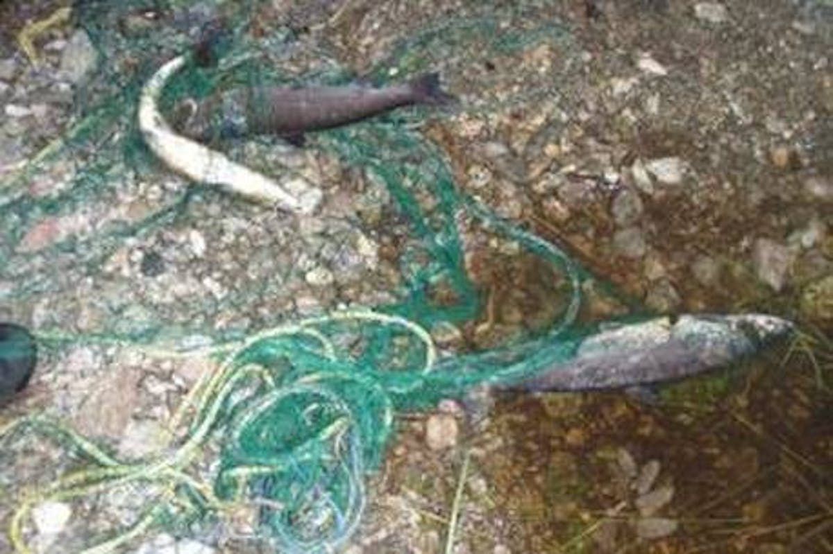 Salmon poacher gets jail time, fine | PNI Atlantic News