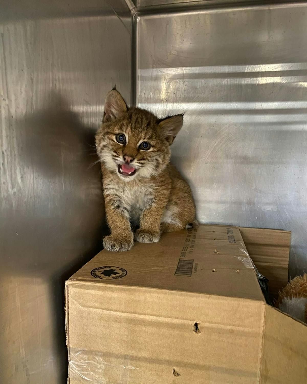 Saving wild babies: Infant bobcat found in Cape Breton saved by Nova ...