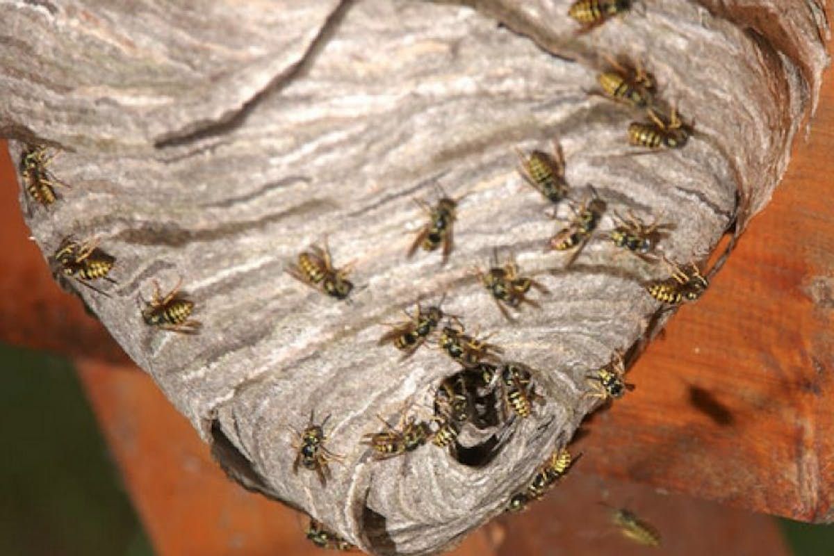 Solid waste operators identify wasp, hornet nests in garbage boxes in ...