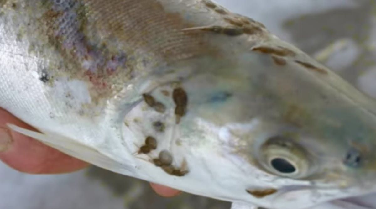 Cooke Aquaculture gets high-tech sea lice treatment | PNI Atlantic News