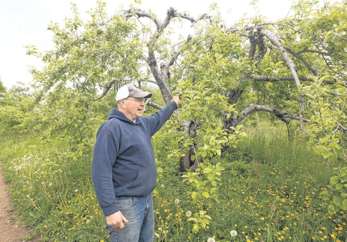 Low temperatures damage Nova Scotia crops | PNI Atlantic News