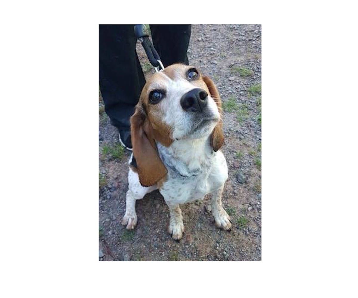 Colchester: Pantomime and a found dog | PNI Atlantic News