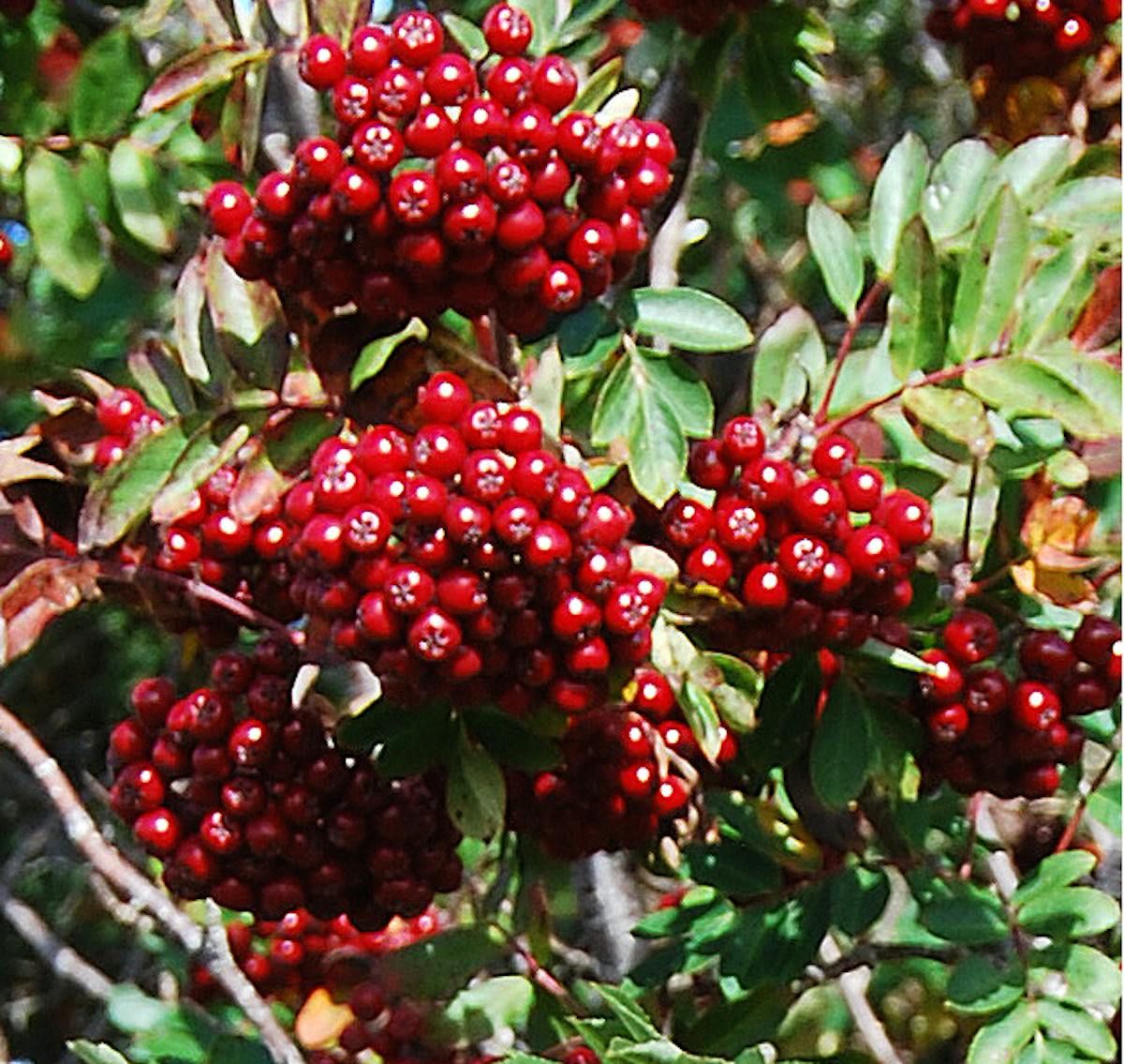 Dogberries are predicting a hard winter ahead for Newfoundland | PNI ...
