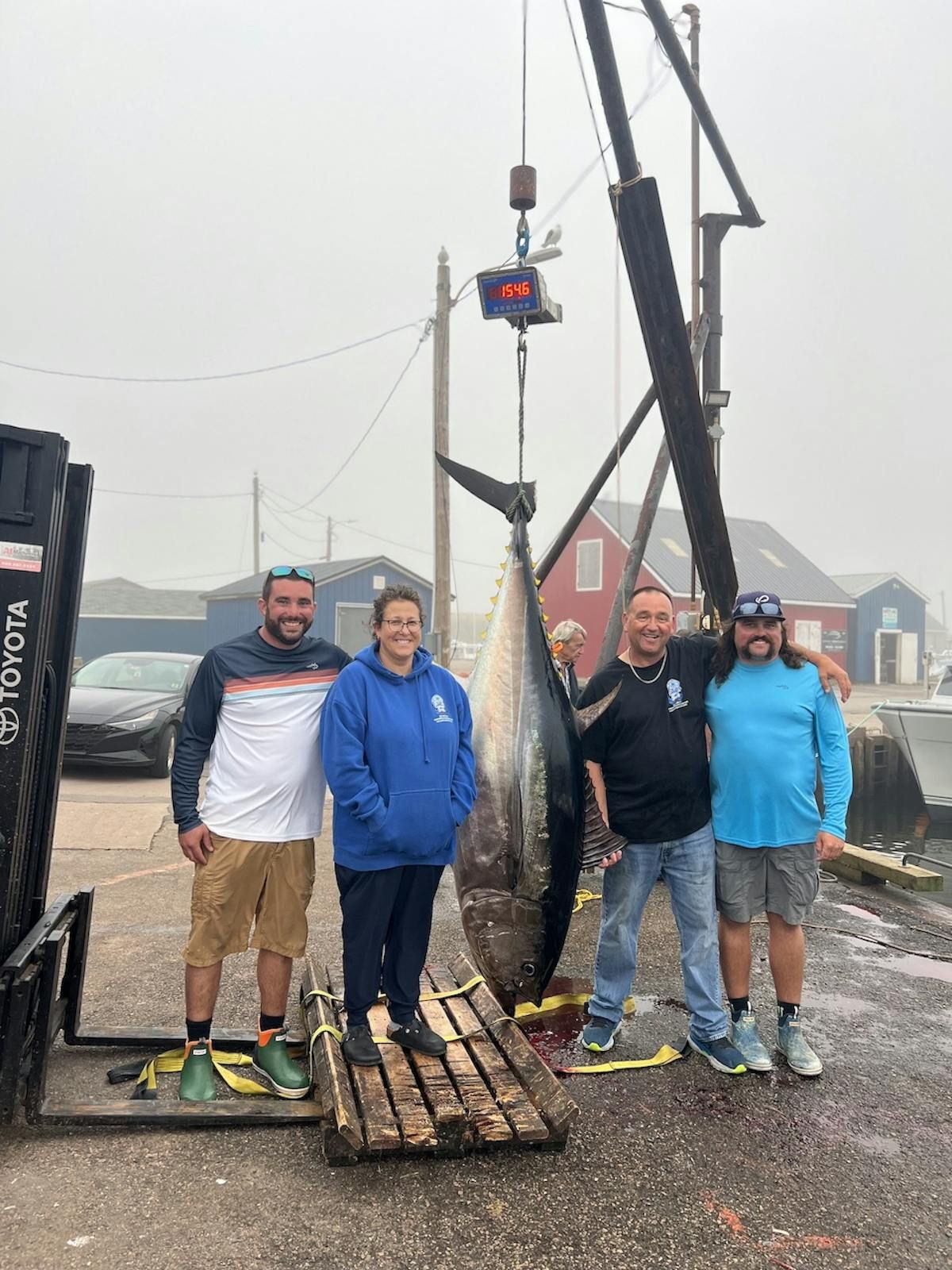 Great white sharks swimming in P.E.I. waters | PNI Atlantic News