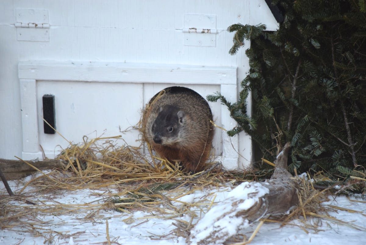 Shubie Sam goes online for Groundhog Day | PNI Atlantic News