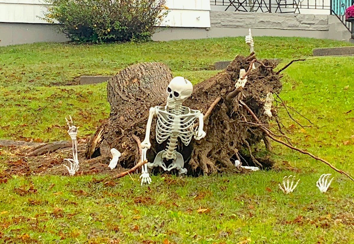 Skeleton escapes from unearthed tree in Westmount | PNI Atlantic News