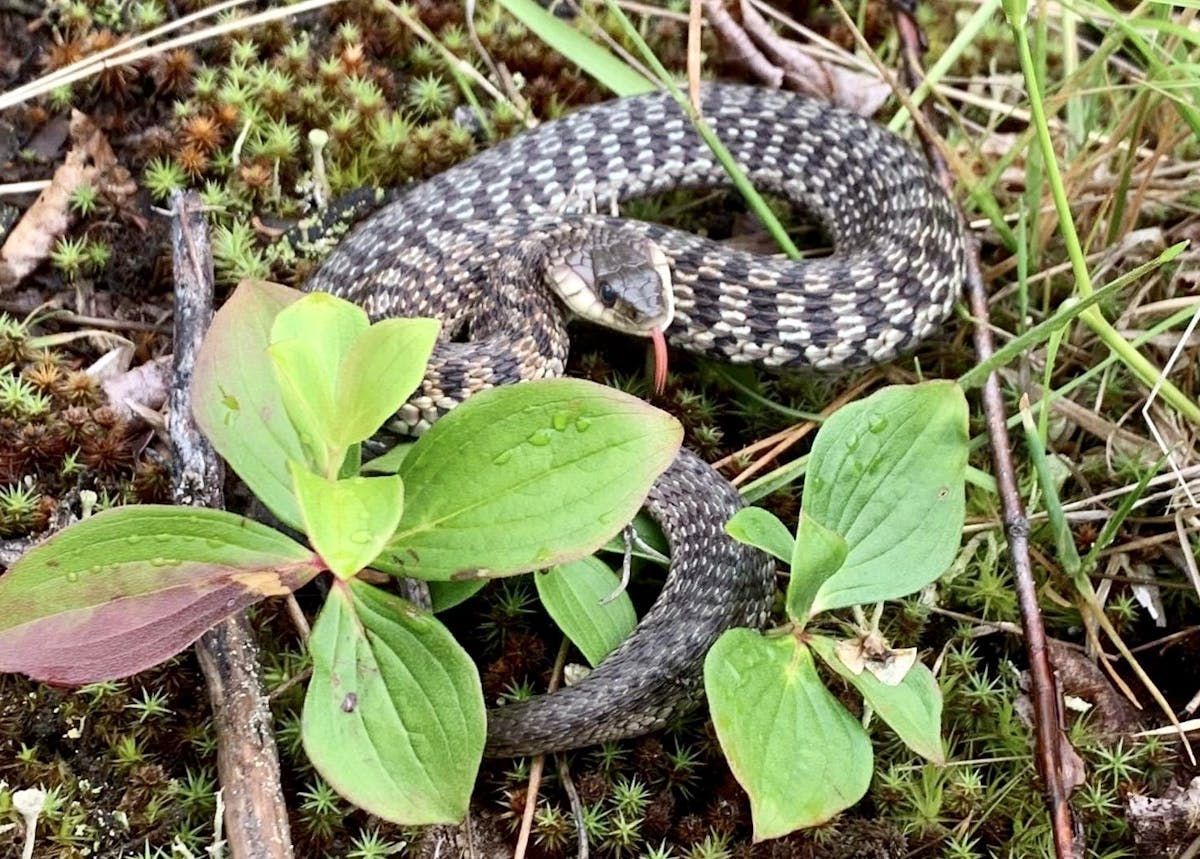 Slithering their way in: Common garter snakes are no longer a rarity in ...