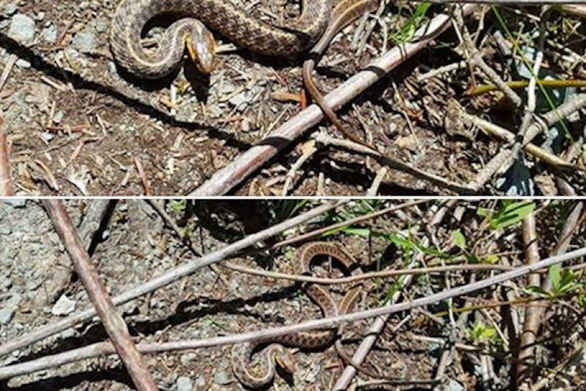 Have you seen snakes in Newfoundland and Labrador? Gallery | PNI ...