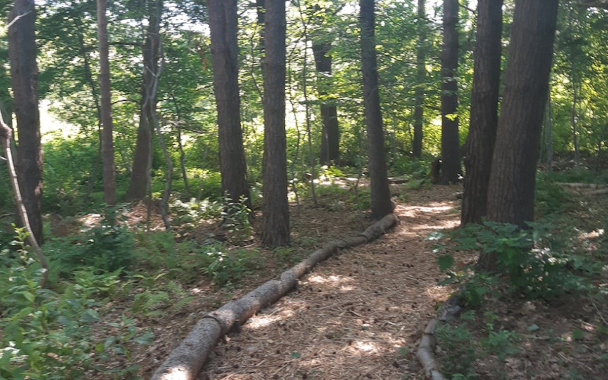 How to make a forest trail | PNI Atlantic News