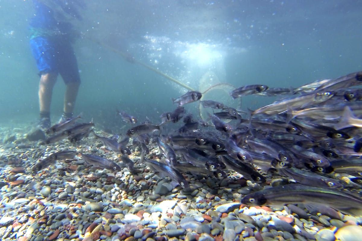 LETTER: Leave the capelin in the water and help build the cod stock ...