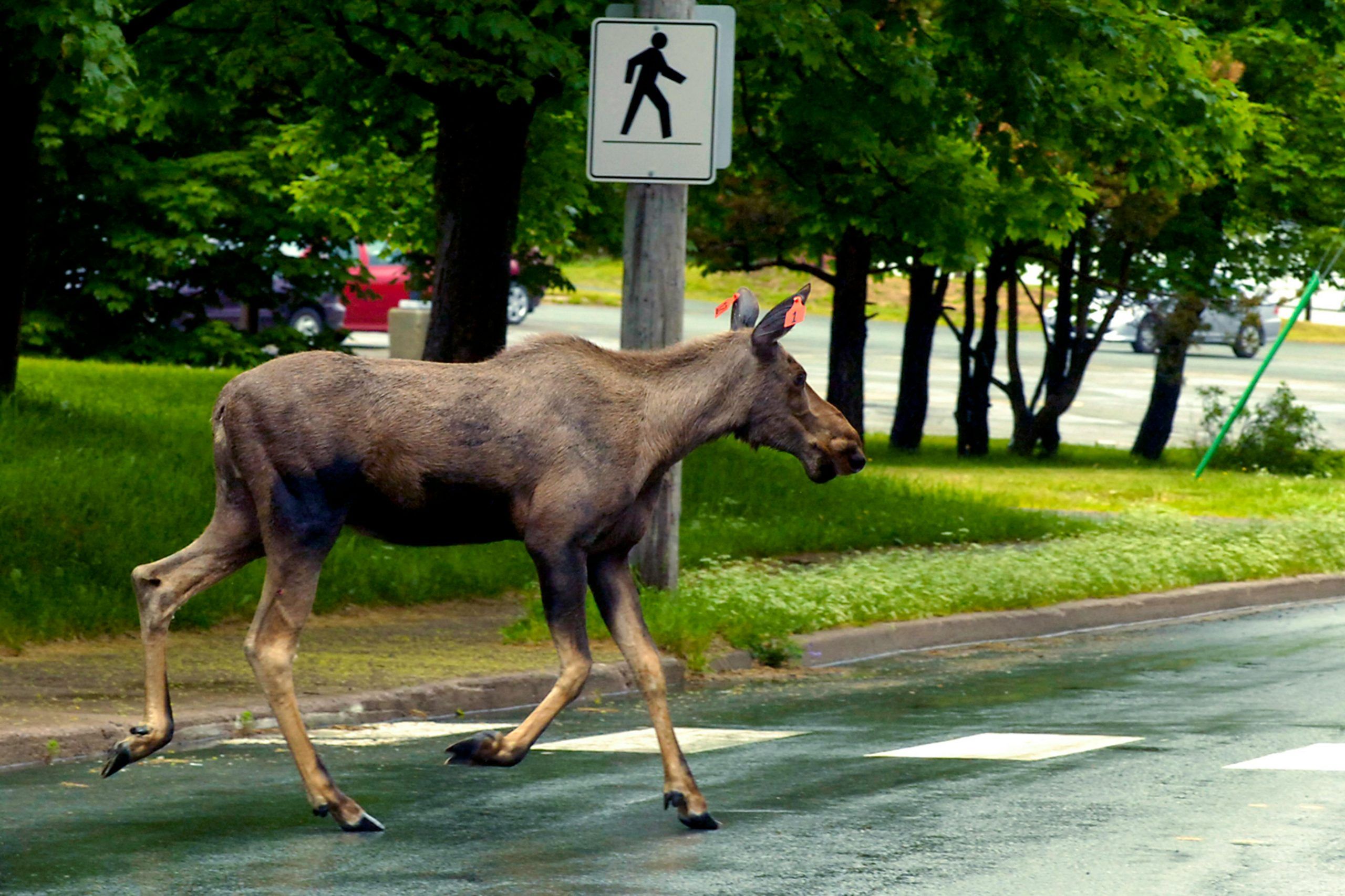 Happy moose-iversary: It’s been 120 years since moose were let loose in ...