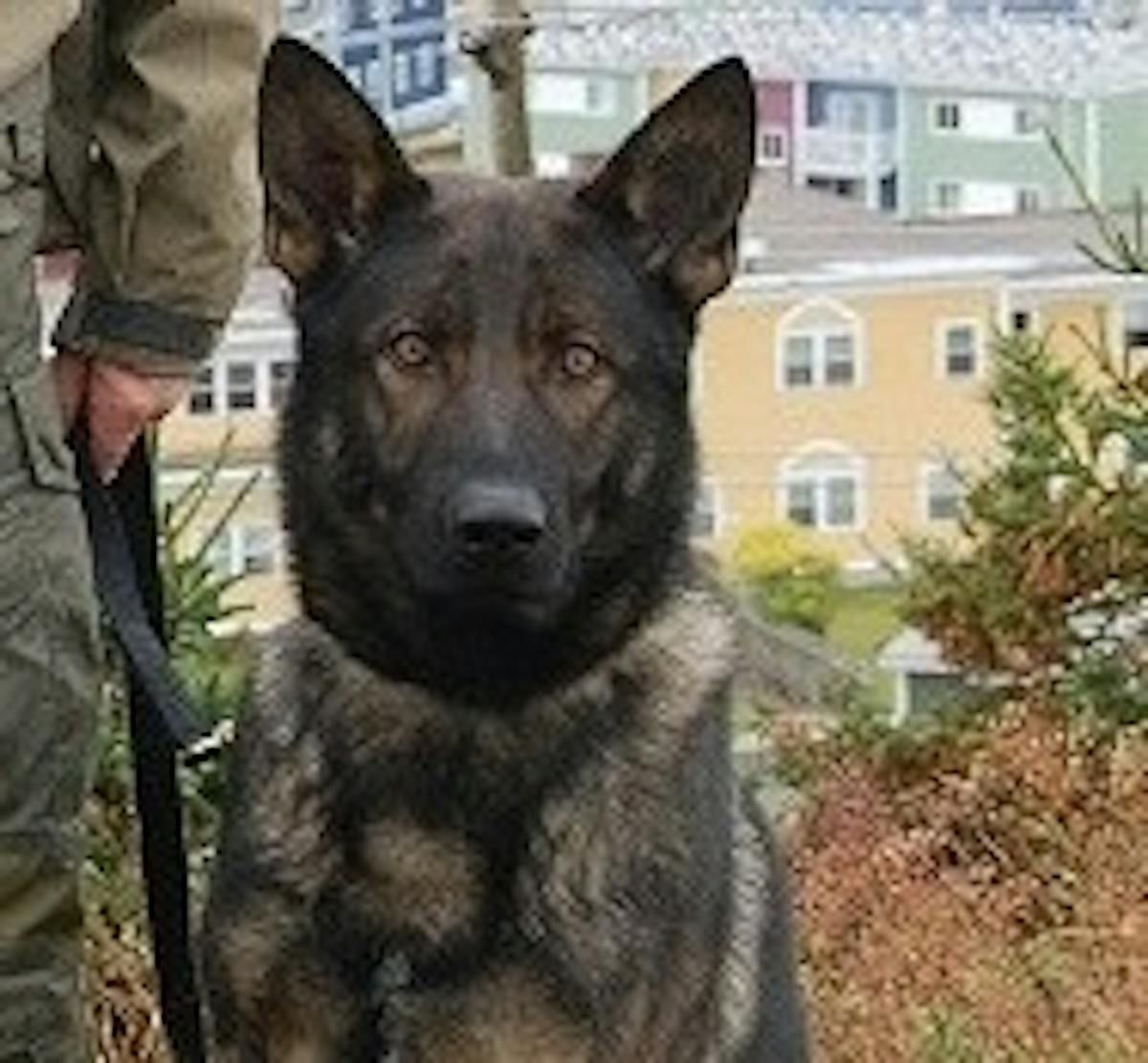 RCMP police dog sniffs out suspect hiding in thick N.L. bushes | PNI ...