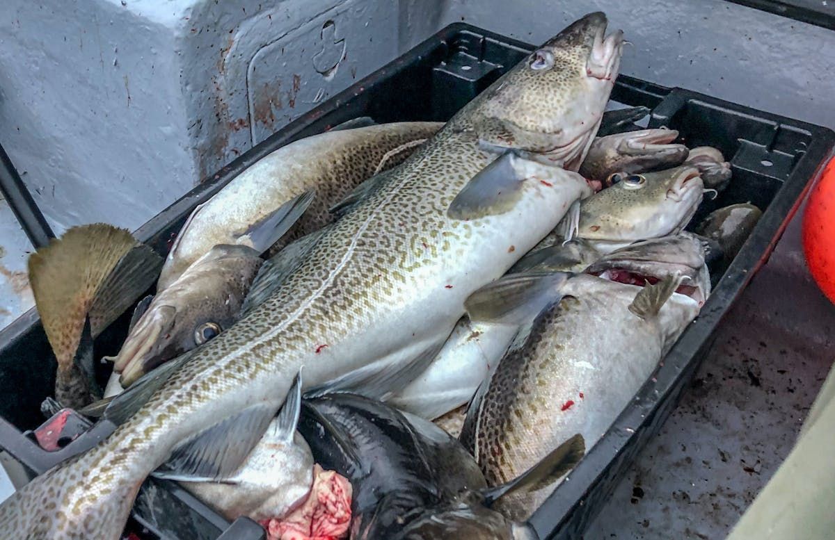 Stocking up: Latest DFO assessment model lifts northern cod stocks off ...