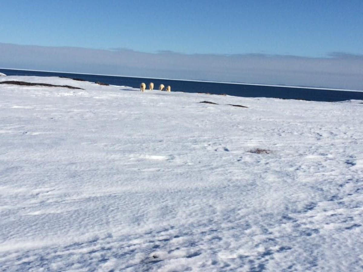 Polar bears visit Red Bay area | PNI Atlantic News
