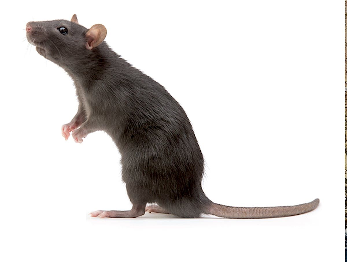 List Of Top Rat