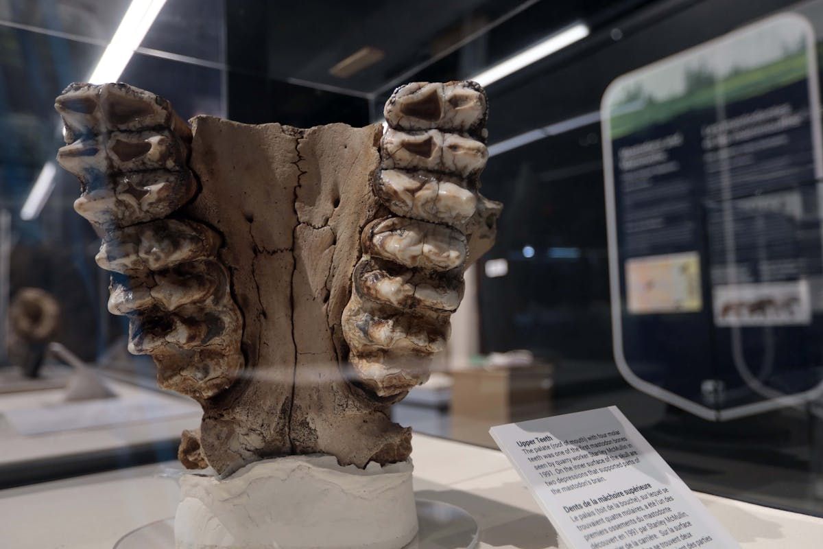 New Mastodon exhibit opens at Museum of Natural History in Halifax ...