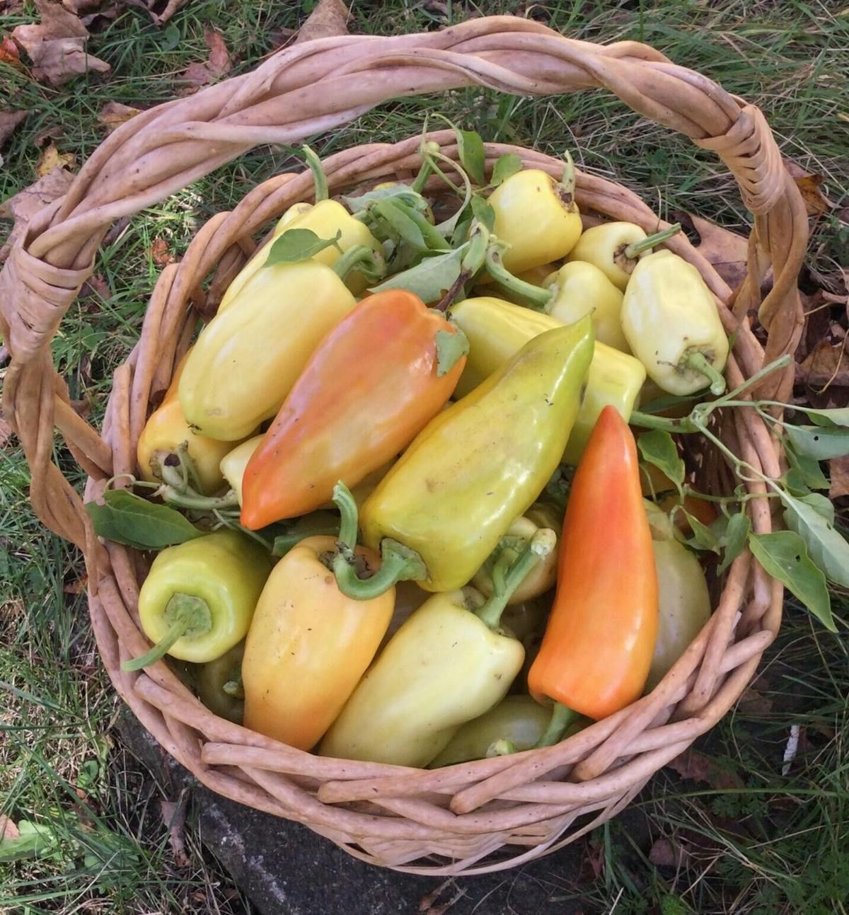 GET GROWING: Local companies offer their best seeds of 2024 | PNI Atlantic News