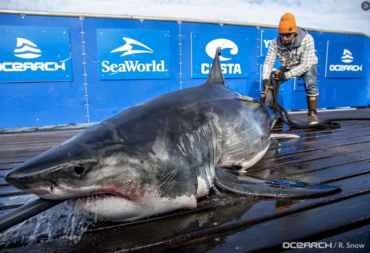Teazer the great white shark makes visit to Northumberland Strait | PNI ...