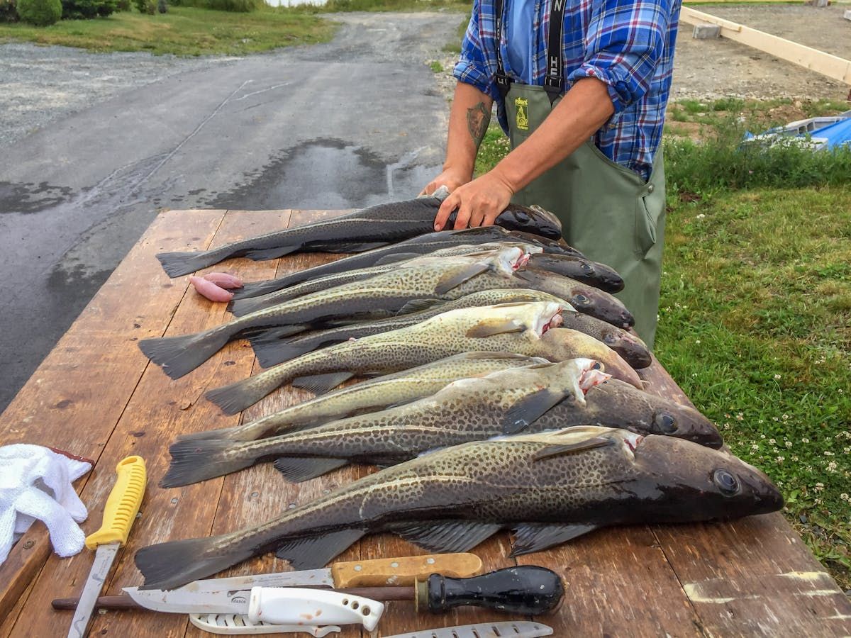 Paul Smith: Good old days — sooted tin cans and caplin rolling | PNI ...