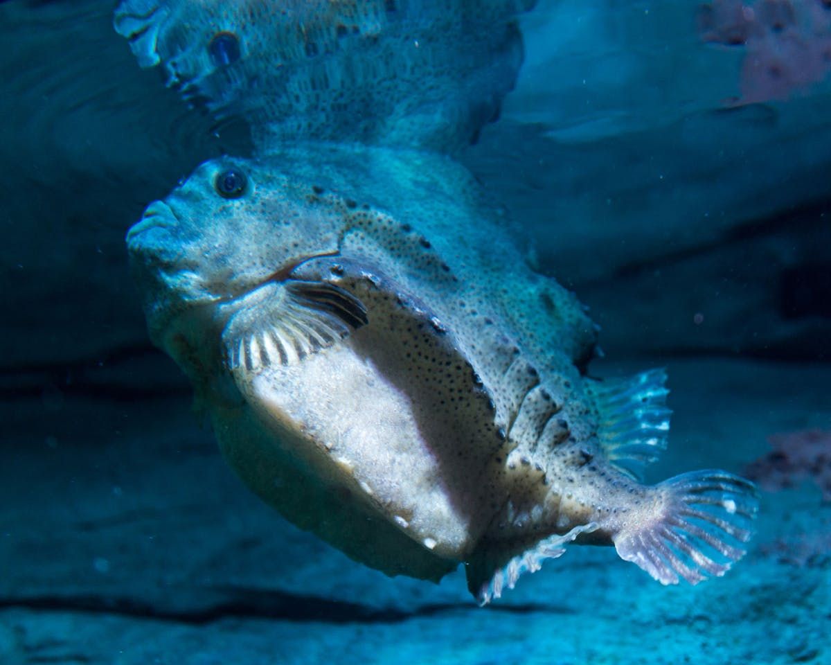 Newfoundland hatchery for sea lice-eating lumpfish still plans to be ...