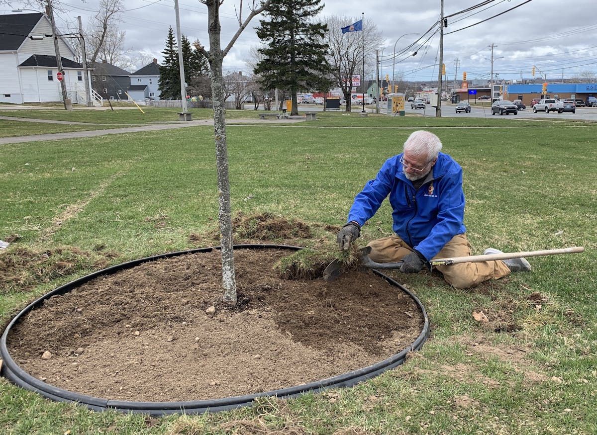 Tending the tree in Ashby | PNI Atlantic News