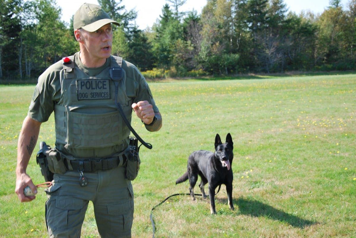 Two-year-old German shepherd Jule now part of P.E.I. RCMP canine unit ...