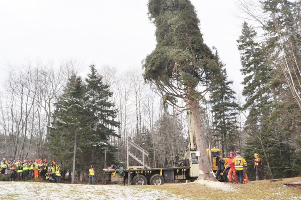 Boston Tree officially on its way Gallery | PNI Atlantic News