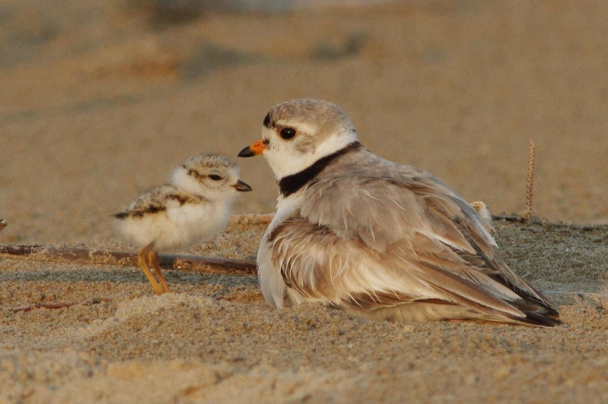 A WALK IN THE WOODS: The piping plover - An endangered species we can ...