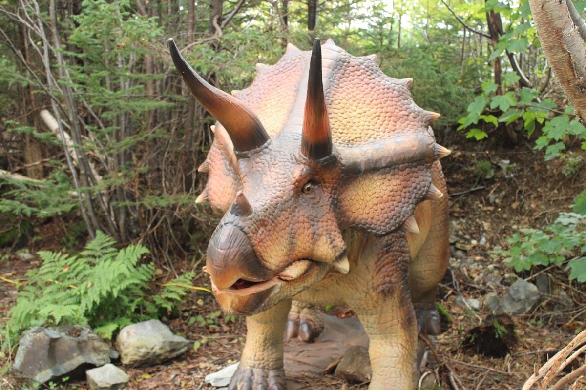 Dinosaur sighting in St. John's! How one local resident transformed his ...