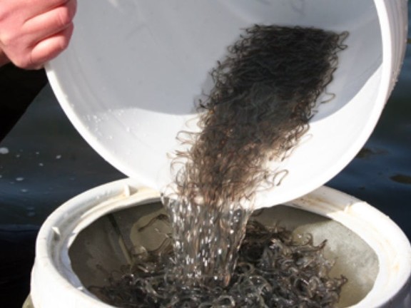 As illegal elver fishery thrives, DFO lacks a plan for 2025 | PNI ... As illegal elver fishery thrives, DFO lacks a plan for 2025 | PNI ...