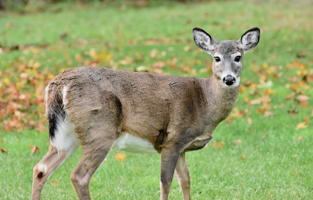 Applications open for antlerless deer draw | PNI Atlantic News