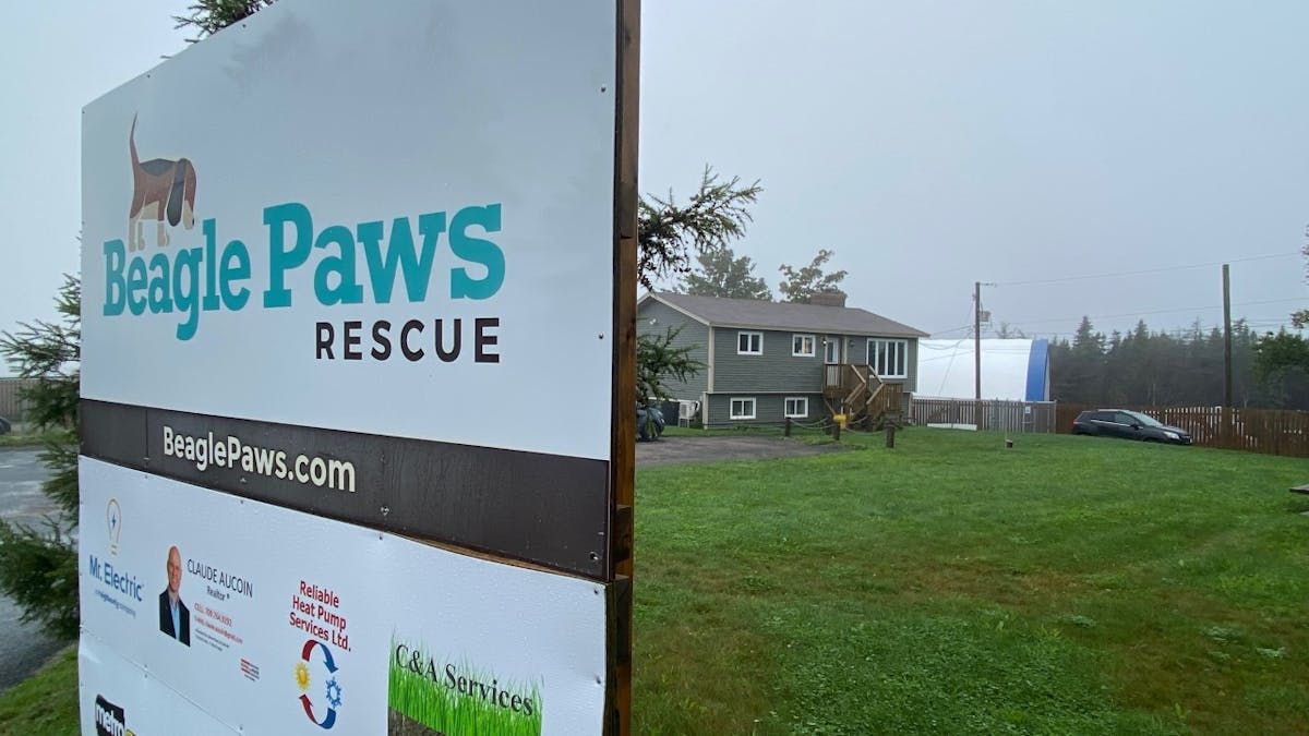 Beagle Paws Rescue relocates dogs amid flooding in St. John's region ...