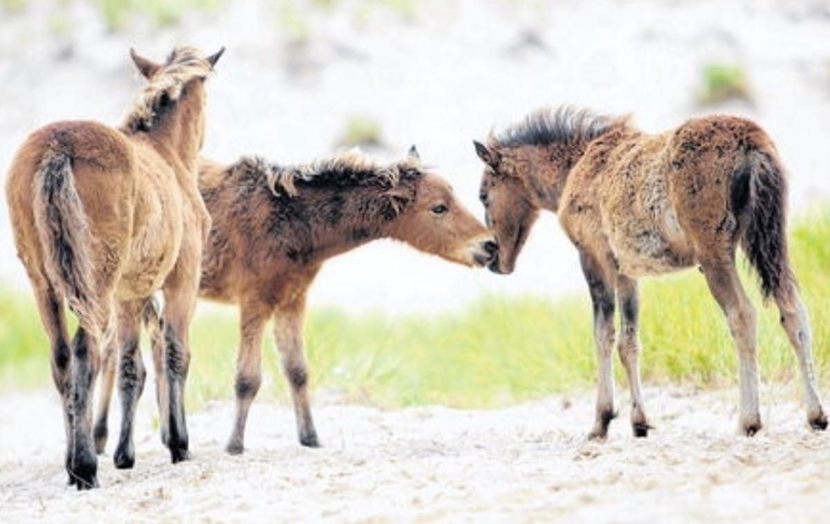 Exploring the wonder, mystery of Sable Island | PNI Atlantic News