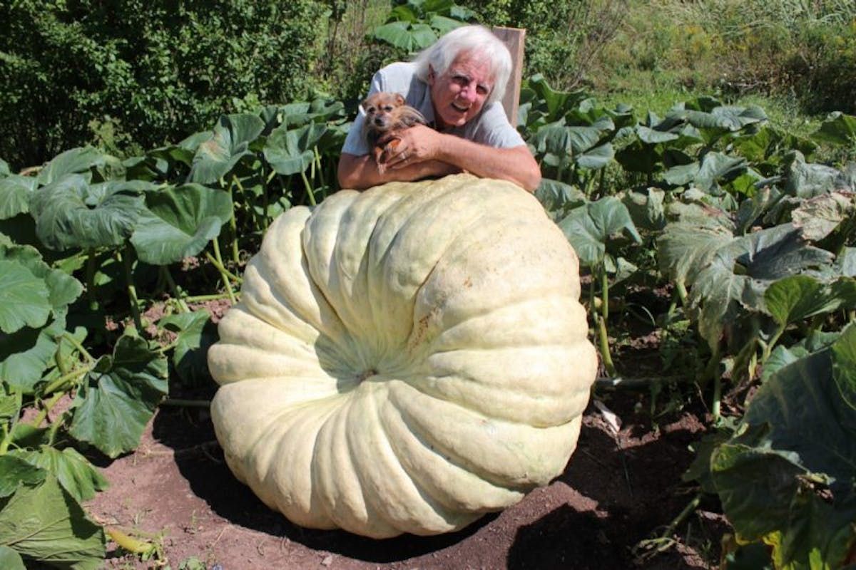 Giant squash potential prize winner for Dudka Gallery | PNI Atlantic News
