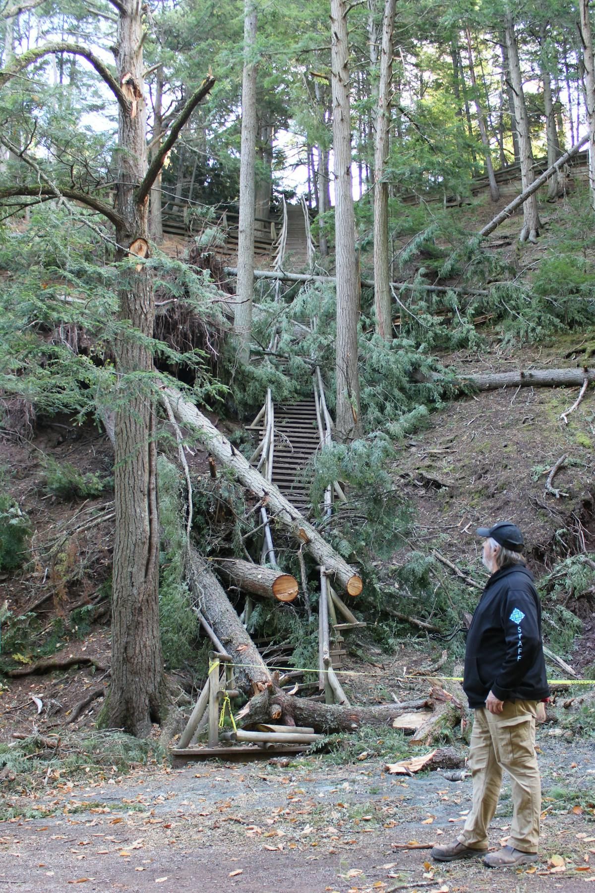 'Trees everywhere': A look at Victoria Park's Fiona damage in Truro ...