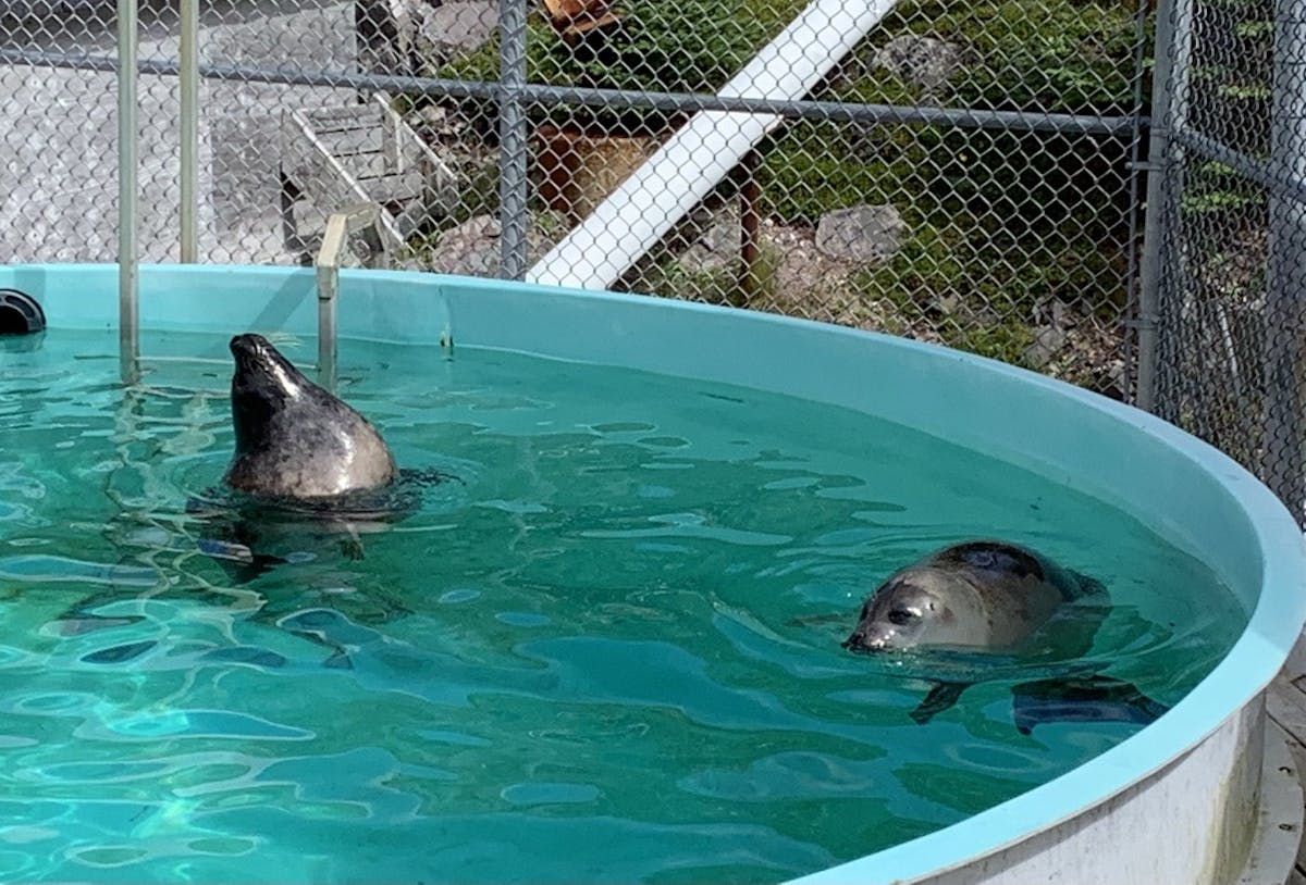 Two seals who called MUN's Ocean Sciences Centre home have been ...