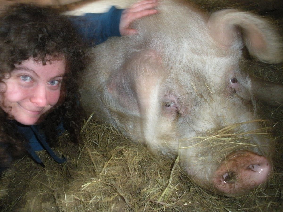 Prince the pig gets a new lease on life | PNI Atlantic News