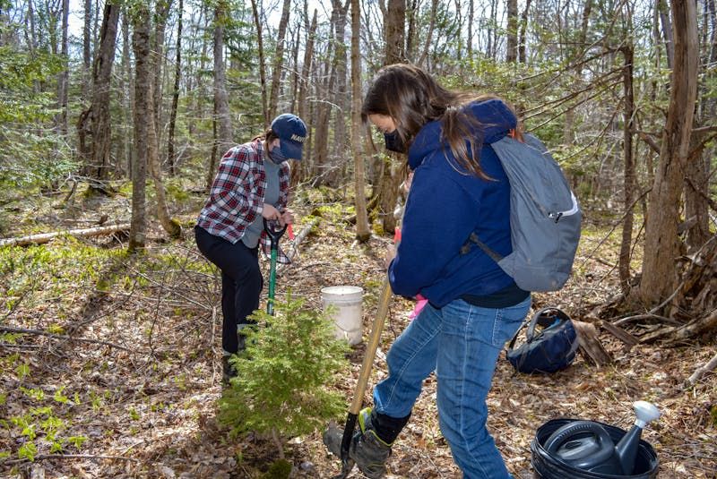 VIDEO: Tree rescue: ACAP Cape Breton replanting trees in Baille Ard ...