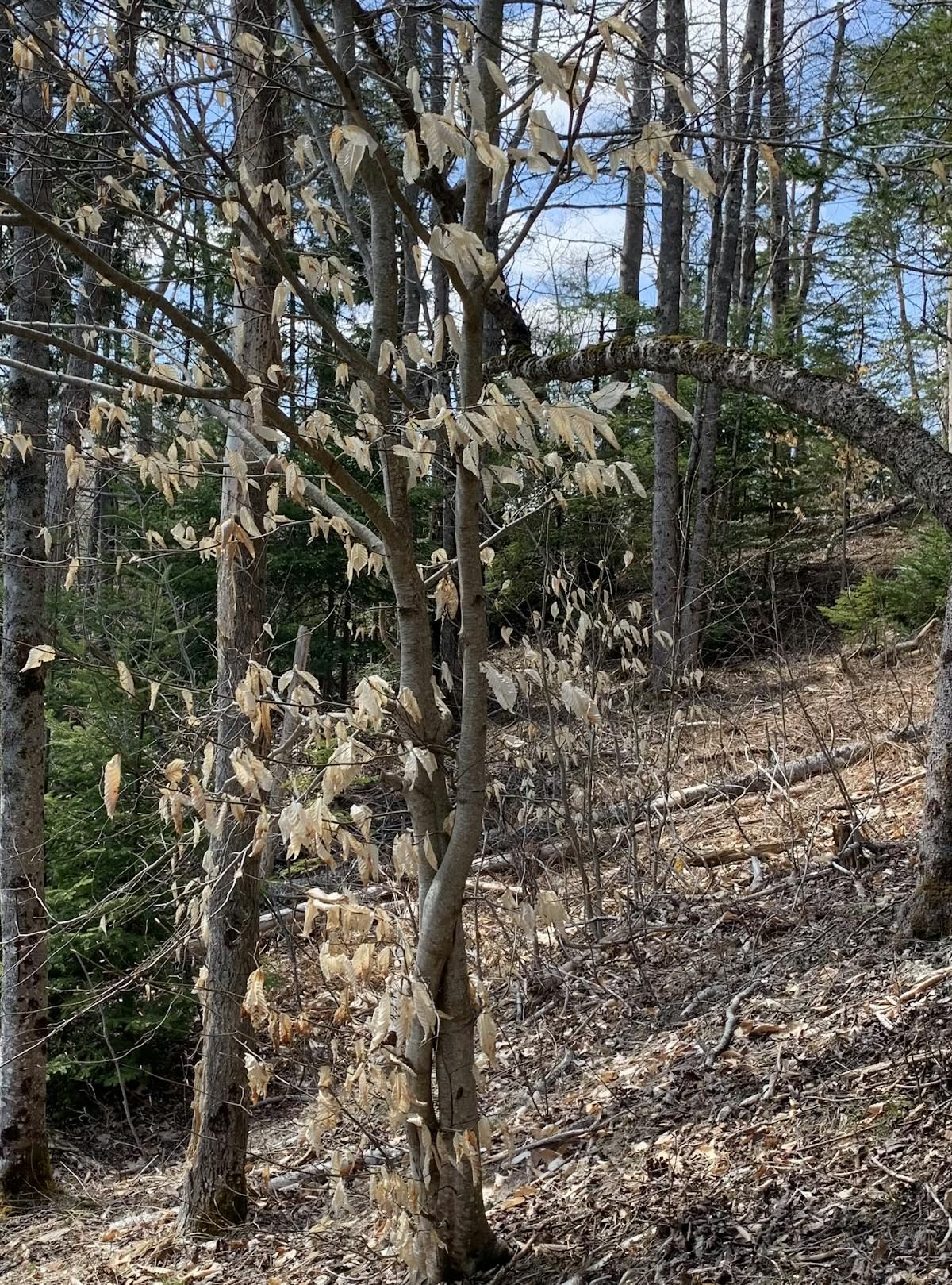 WALK IN THE WOODS: What happened to our mighty beech tree? | PNI ...