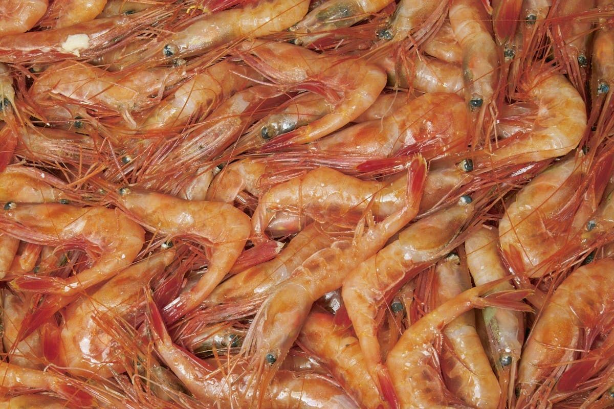 Warming ocean displacing and reducing Northern shrimp stocks in Gulf of ...
